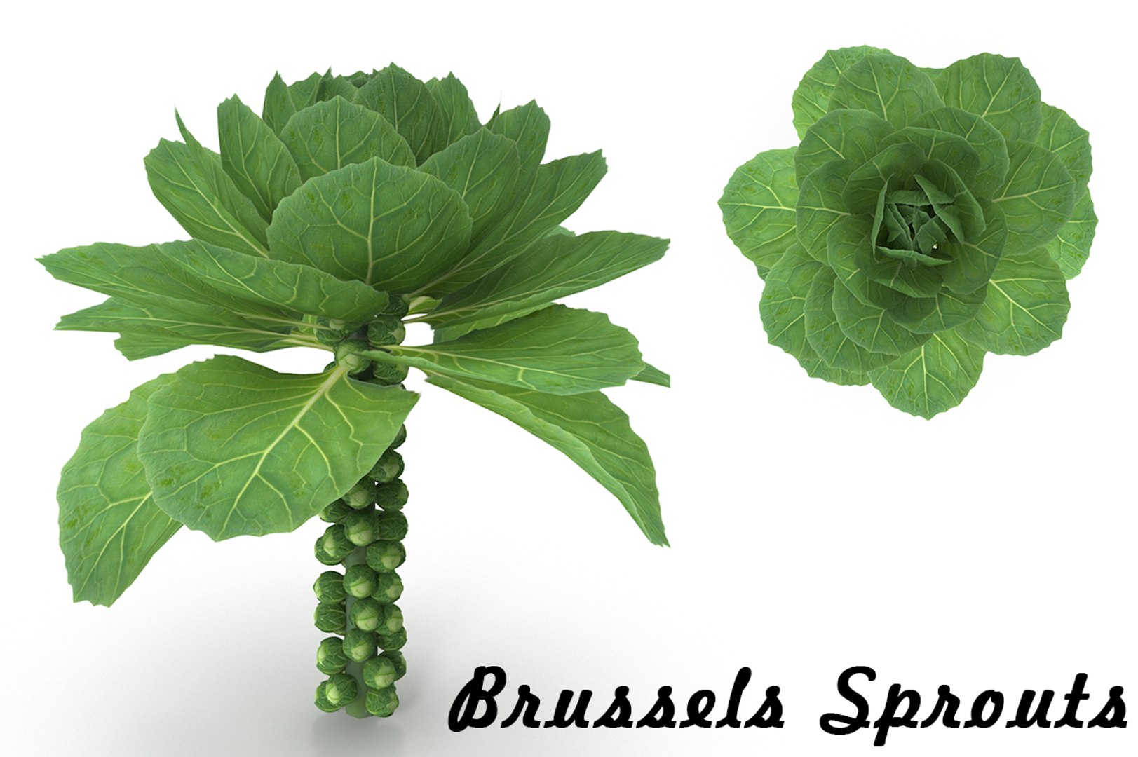 3D brussels sprouts - TurboSquid 1233155