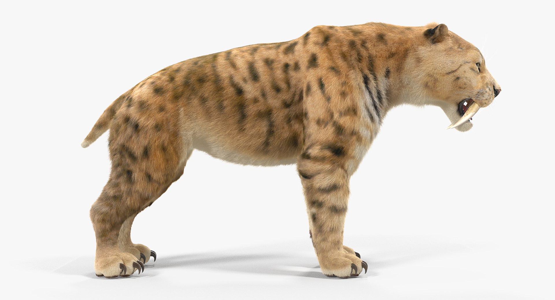 Saber tooth tiger rigged 3D model - TurboSquid 1329676