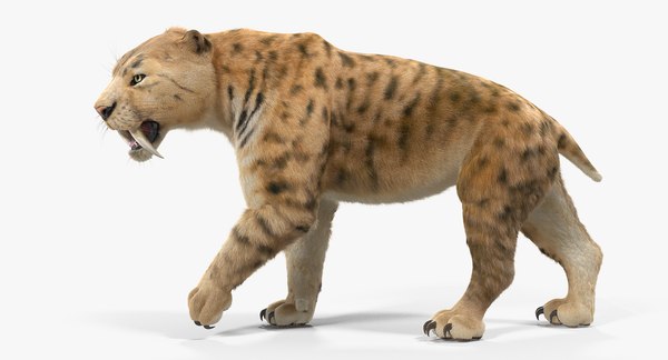 Saber tooth tiger rigged 3D model - TurboSquid 1329676
