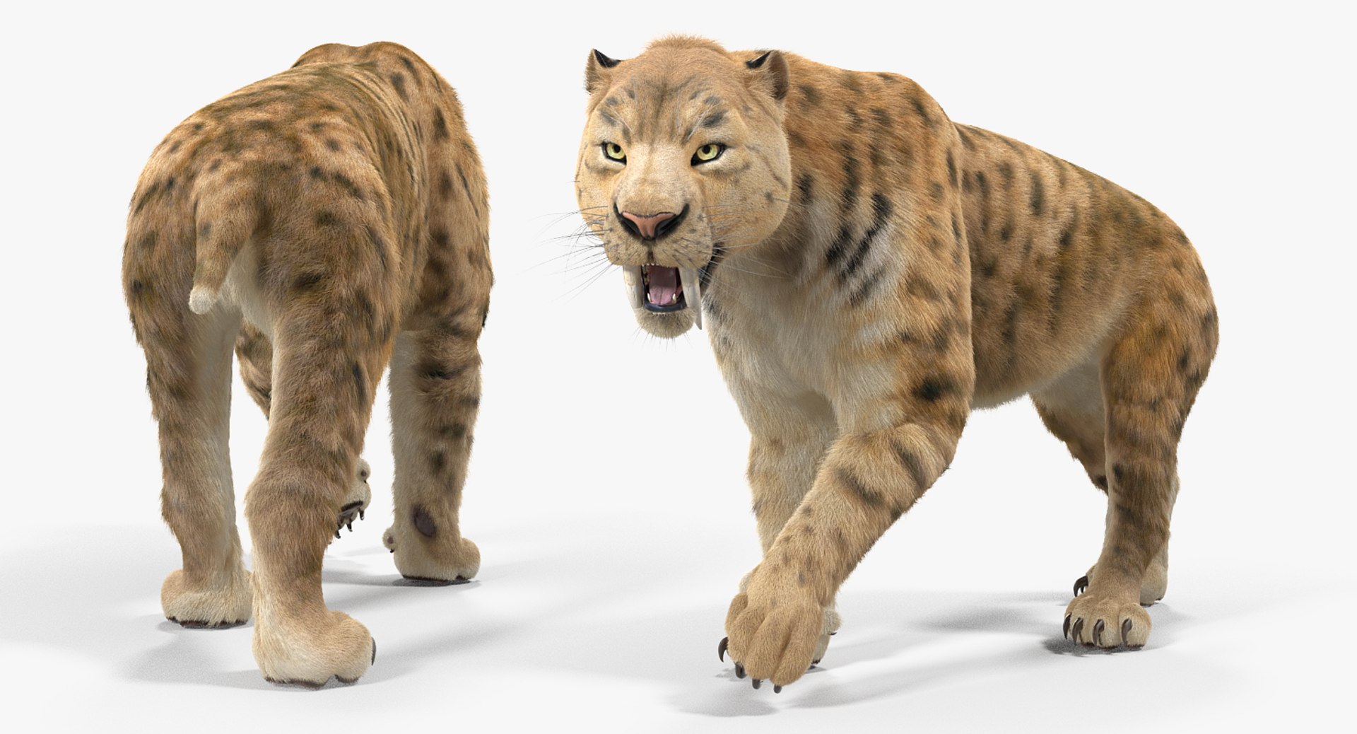Saber tooth tiger rigged 3D model - TurboSquid 1329676
