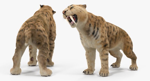 Saber tooth tiger rigged 3D model - TurboSquid 1329676