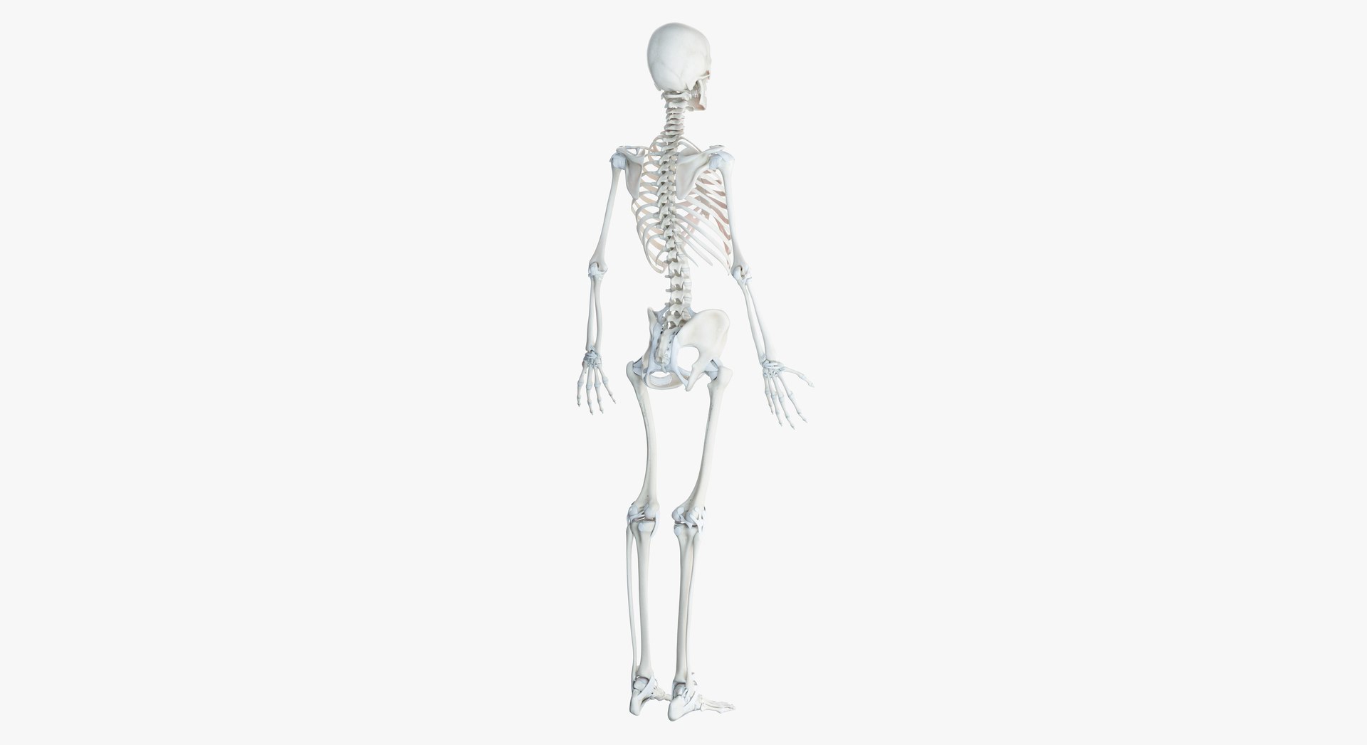 Skin female skeleton muscles 3D model - TurboSquid 1511206