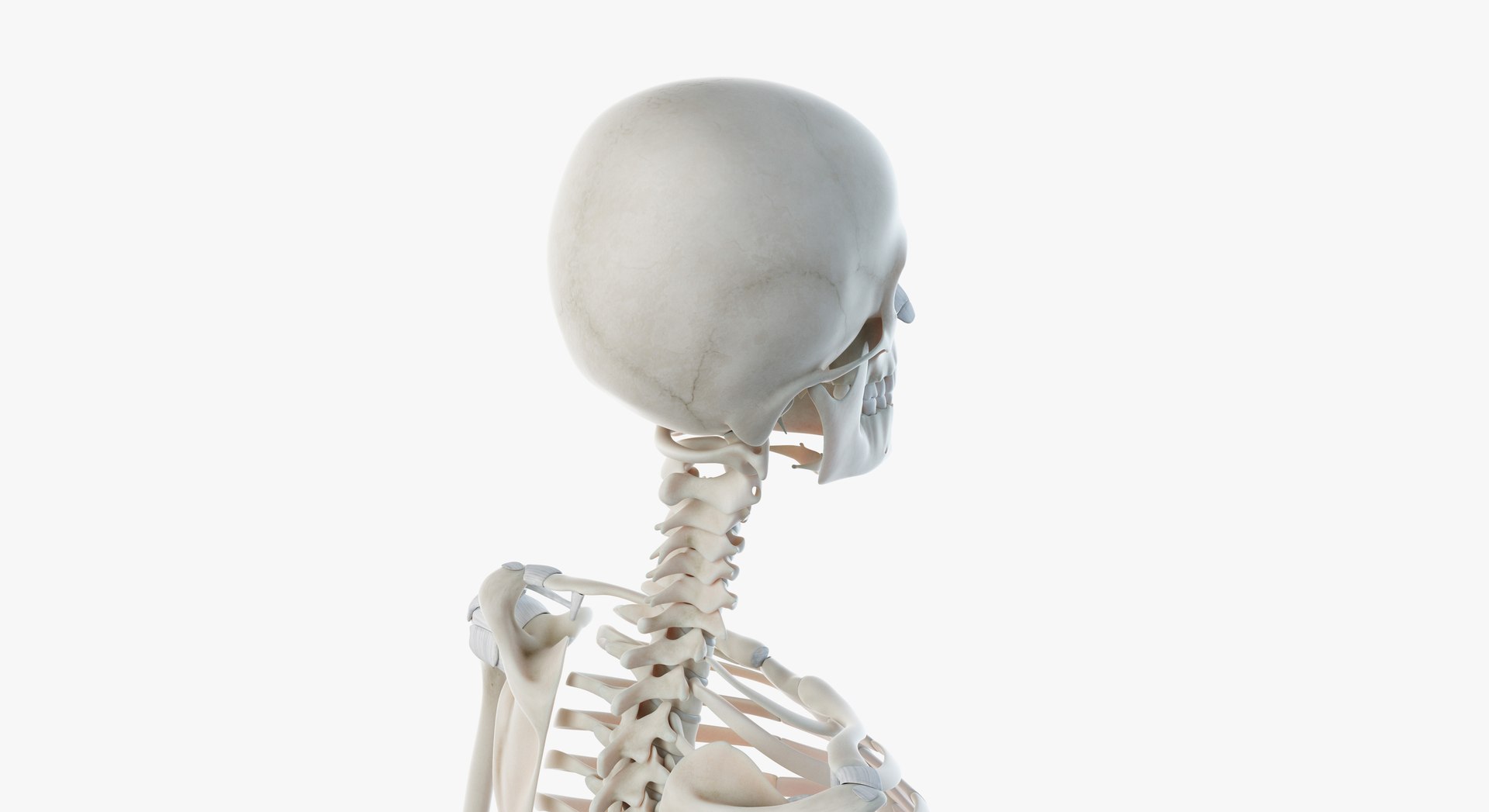 Skin female skeleton muscles 3D model - TurboSquid 1511206