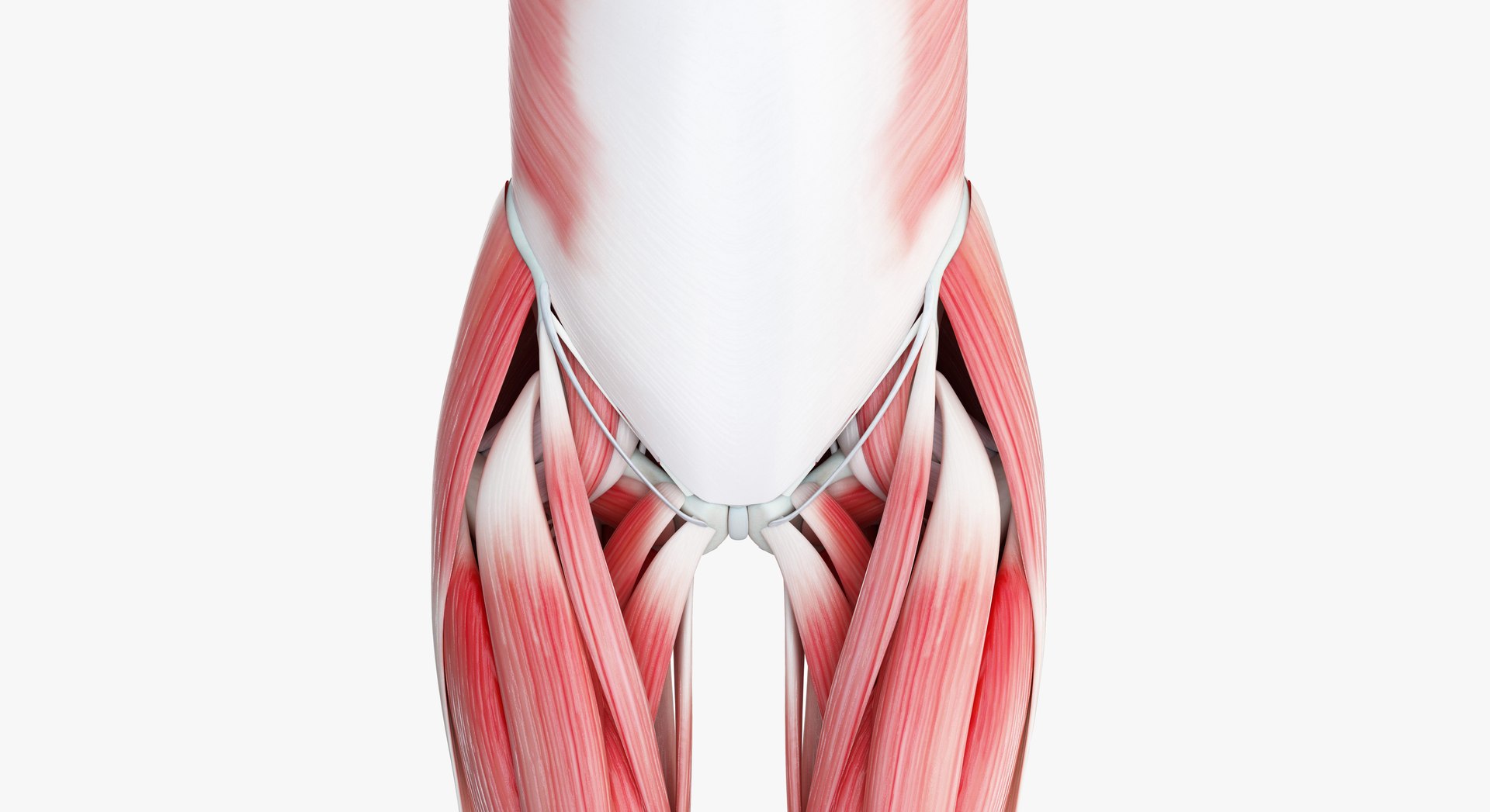 Skin female skeleton muscles 3D model - TurboSquid 1511206