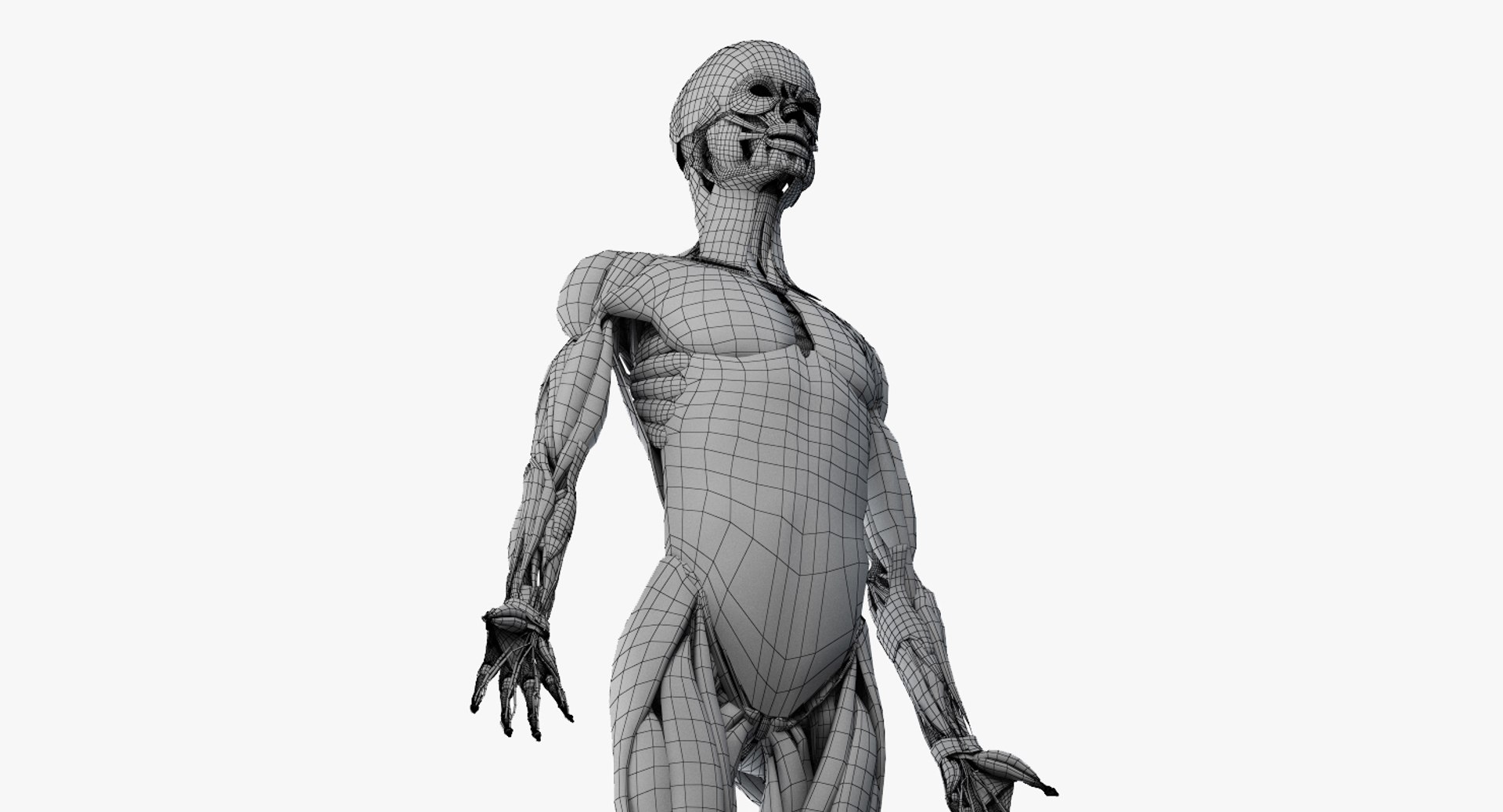 Skin female skeleton muscles 3D model - TurboSquid 1511206
