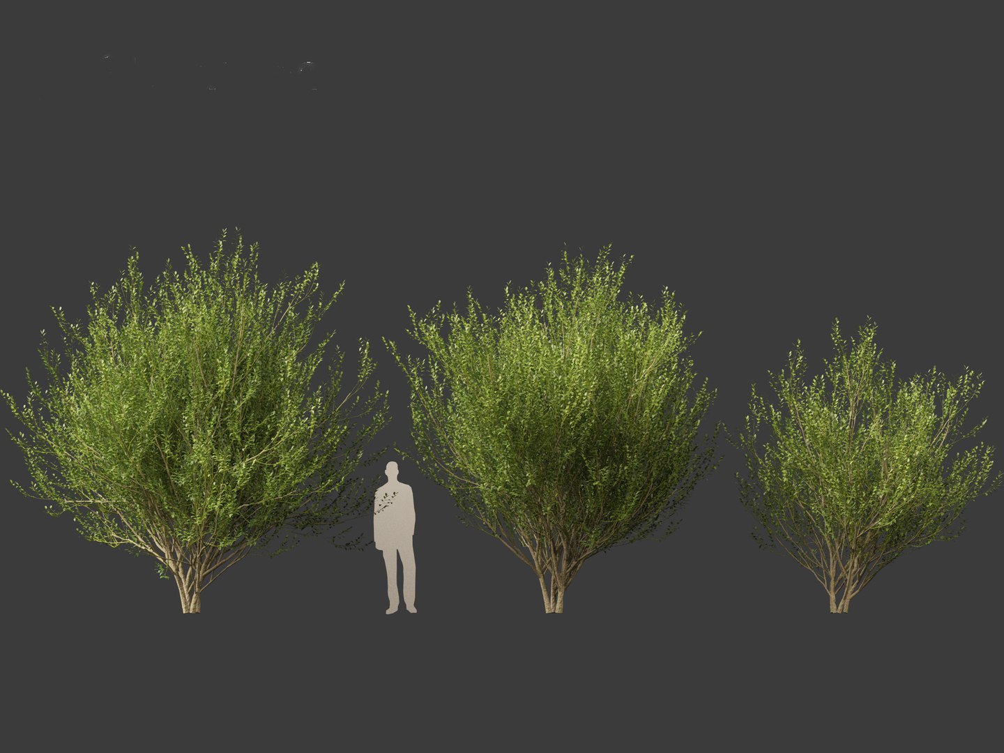 3D Salix Caprea - Goat Willow 02 Model - TurboSquid 2125595