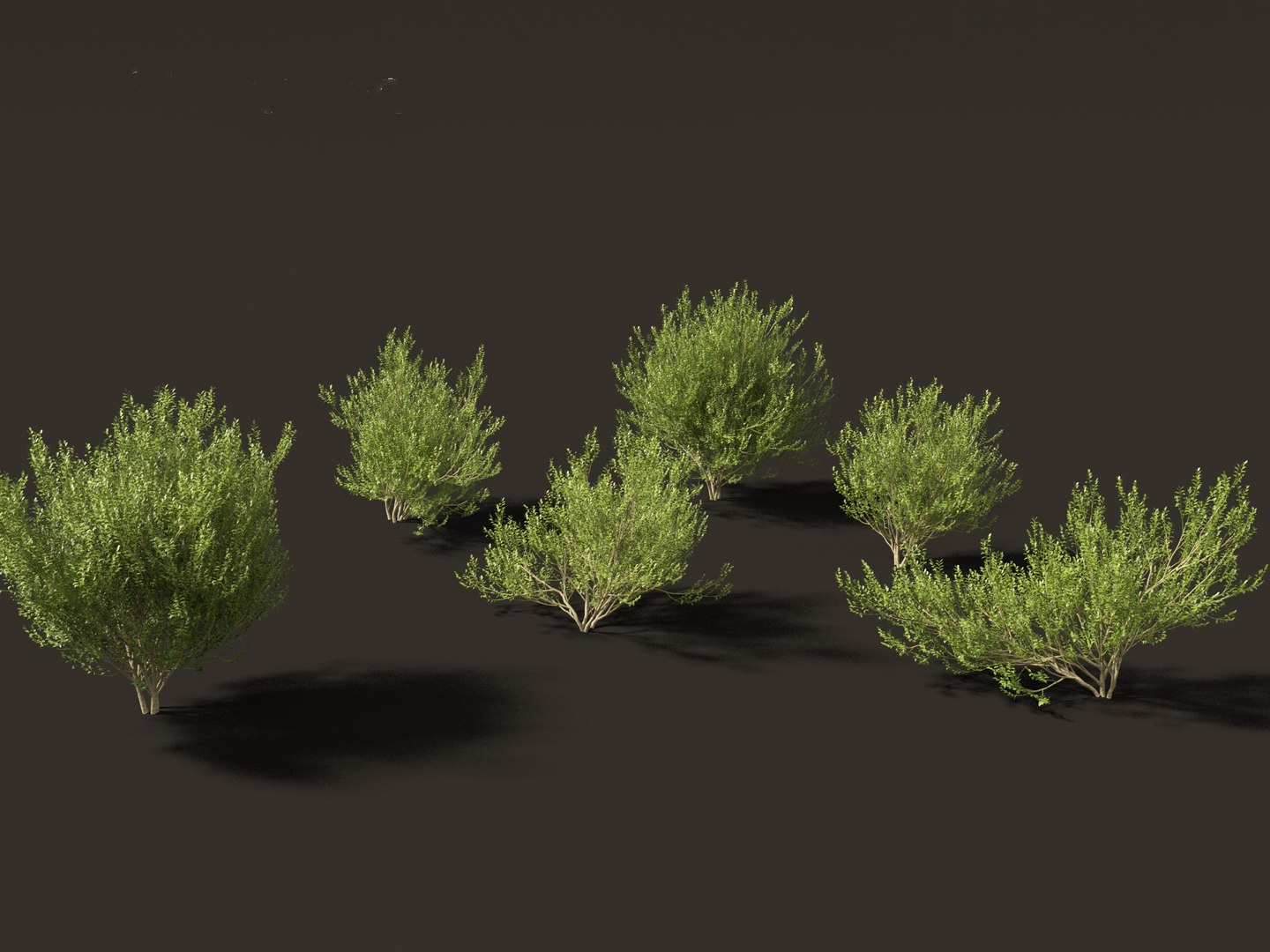 3D Salix Caprea - Goat Willow 02 Model - TurboSquid 2125595