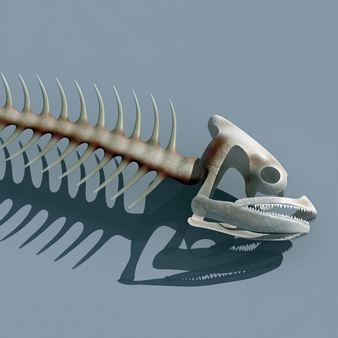 3d Cutted Fish Model