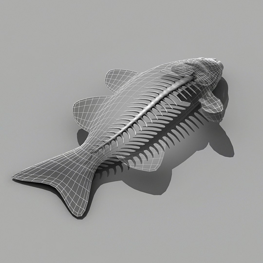 3d Cutted Fish Model