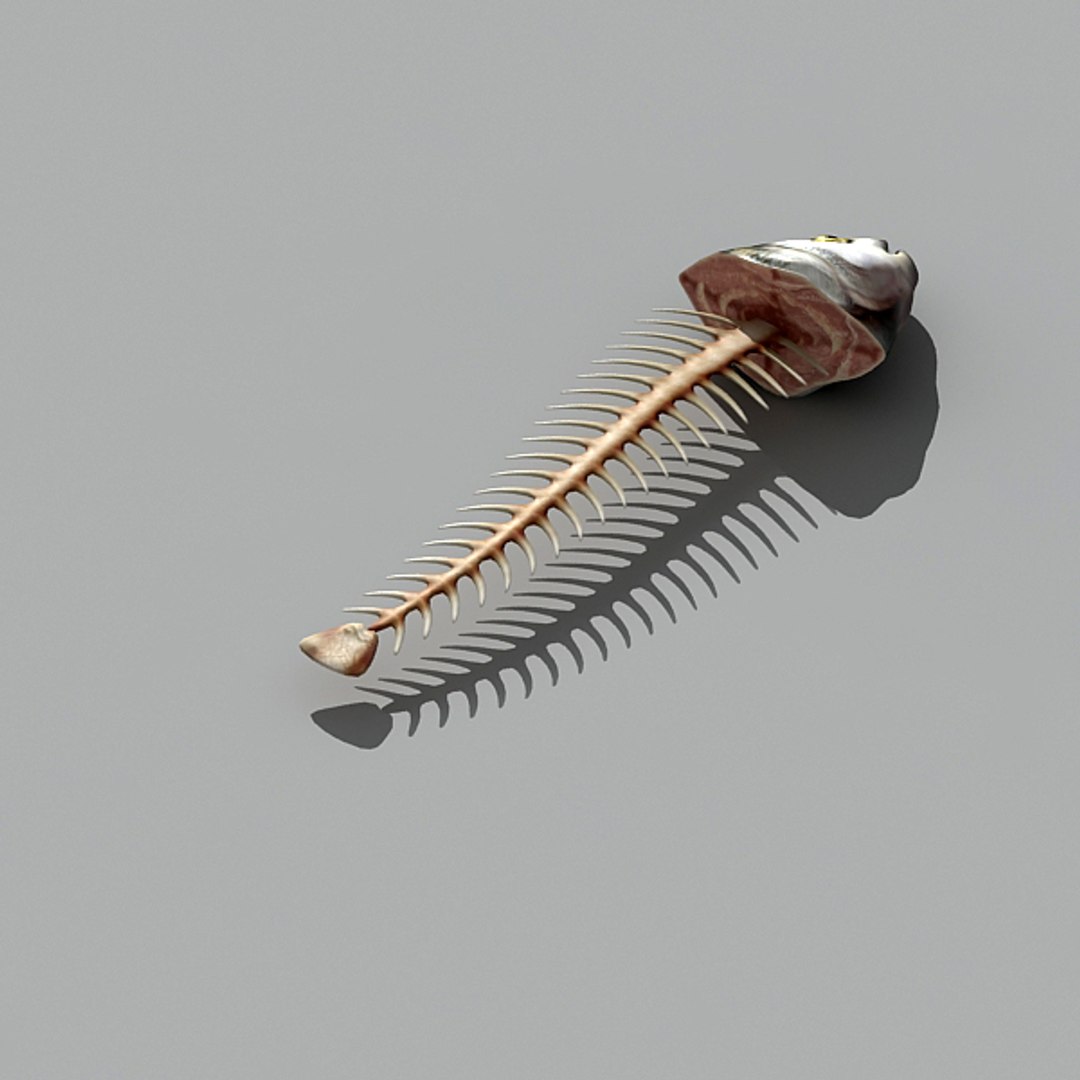 3d Cutted Fish Model