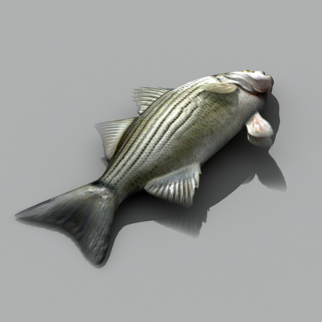 3d Cutted Fish Model
