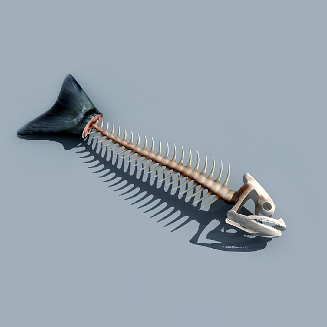 3d Cutted Fish Model