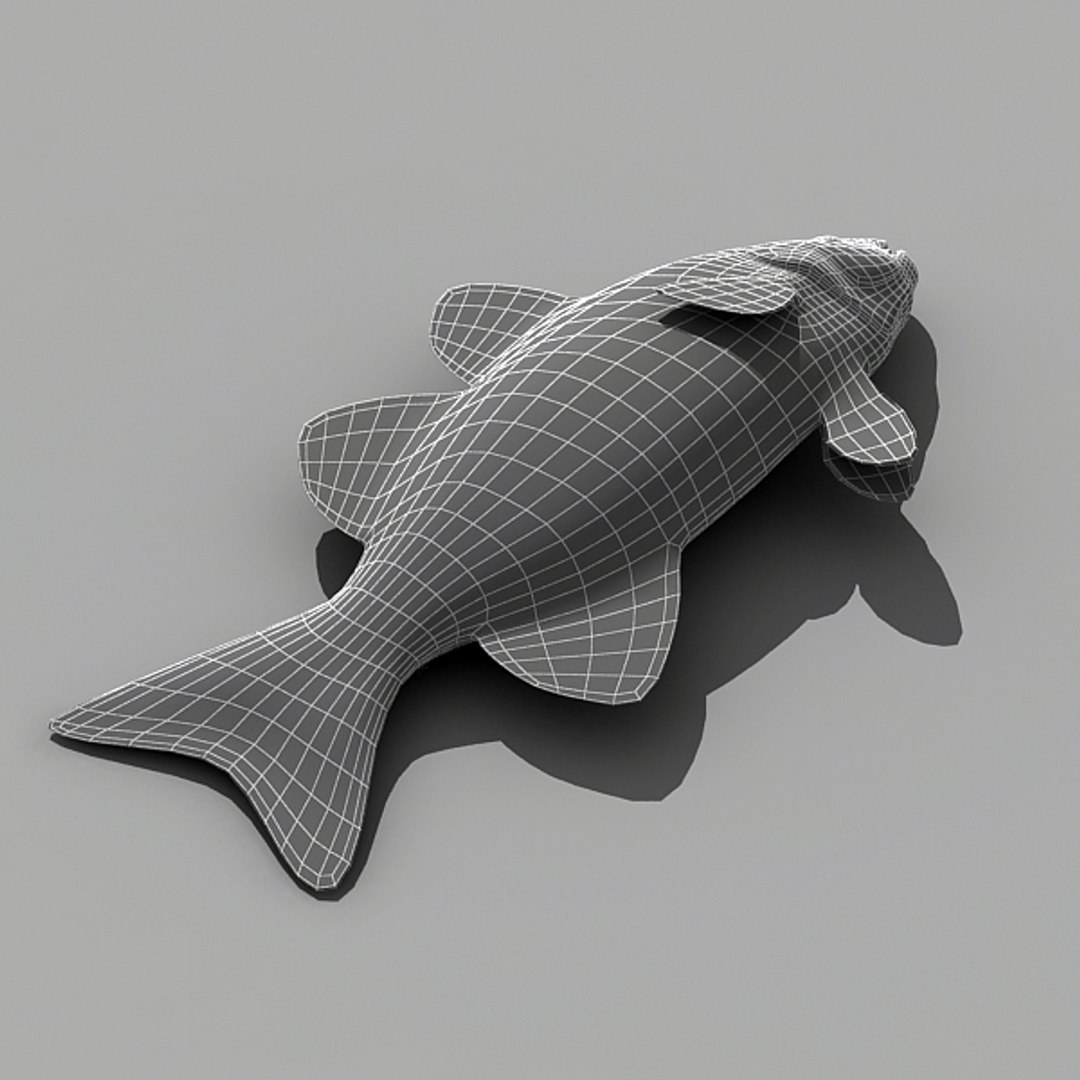 3d Cutted Fish Model