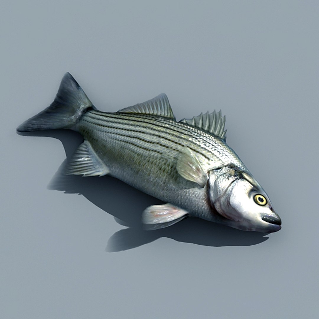 3d Cutted Fish Model