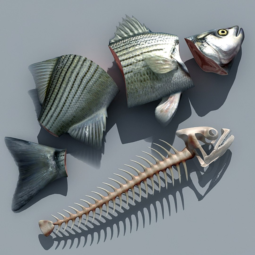 3d Cutted Fish Model