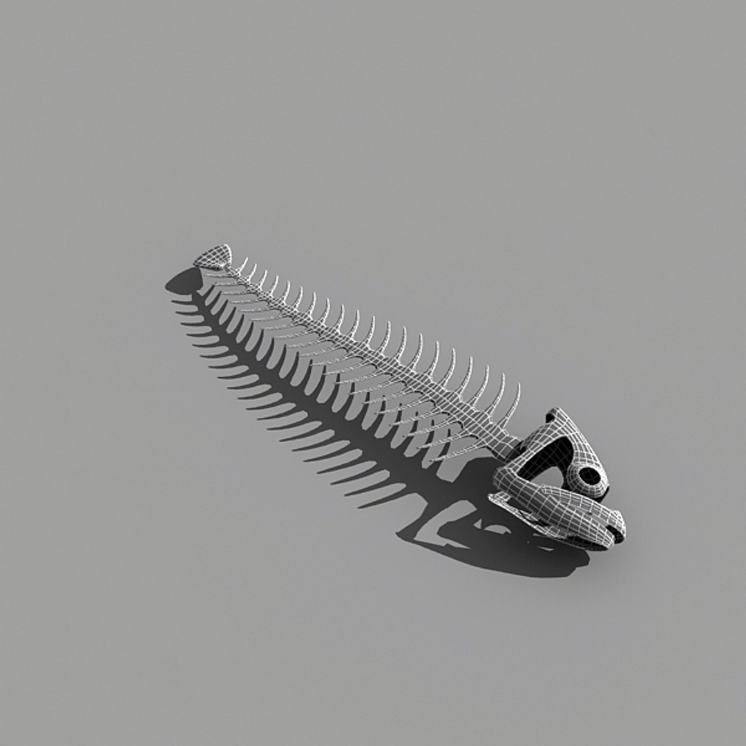 3d Cutted Fish Model