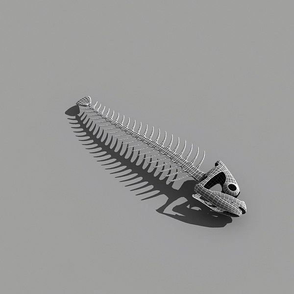 3d cutted fish model