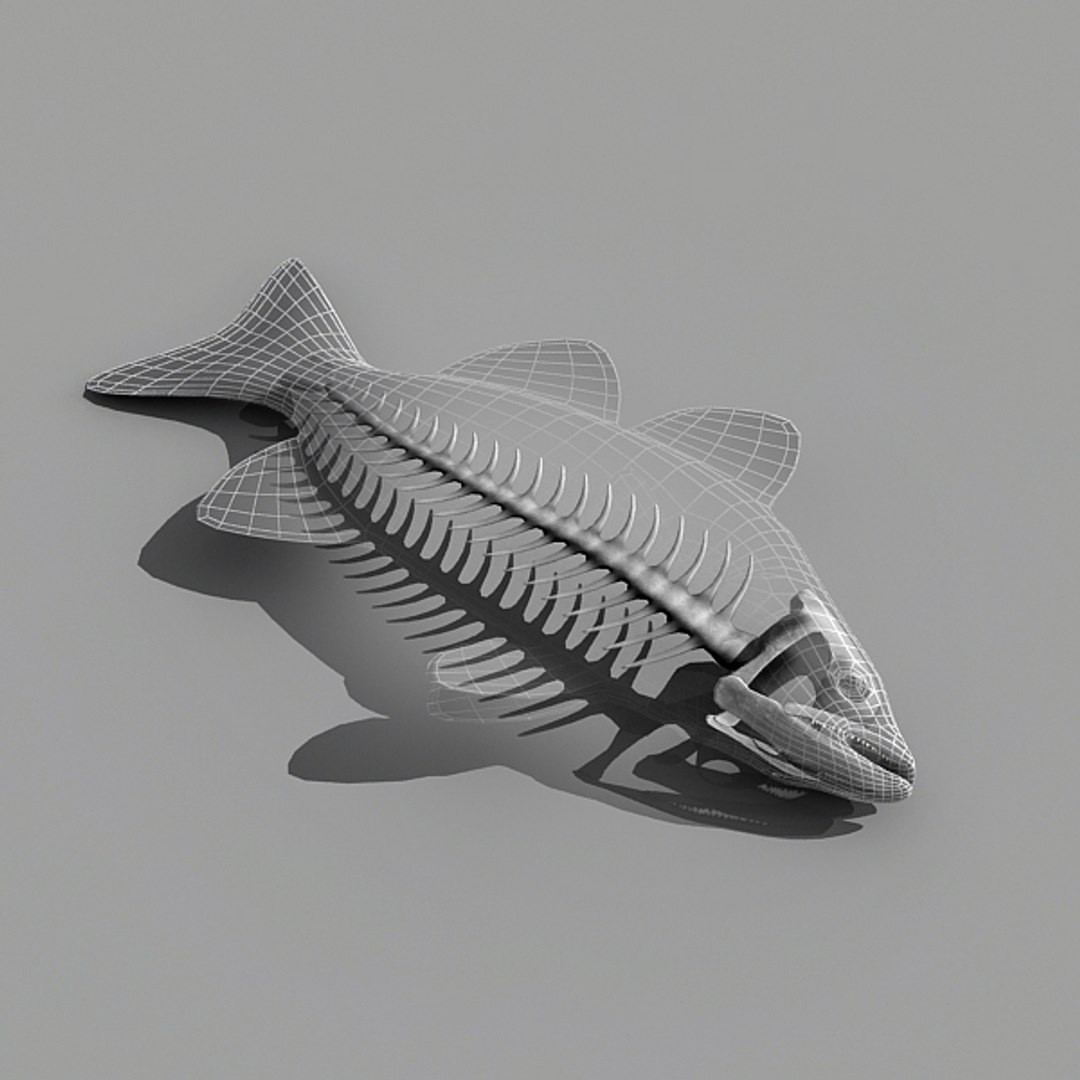 3d Cutted Fish Model