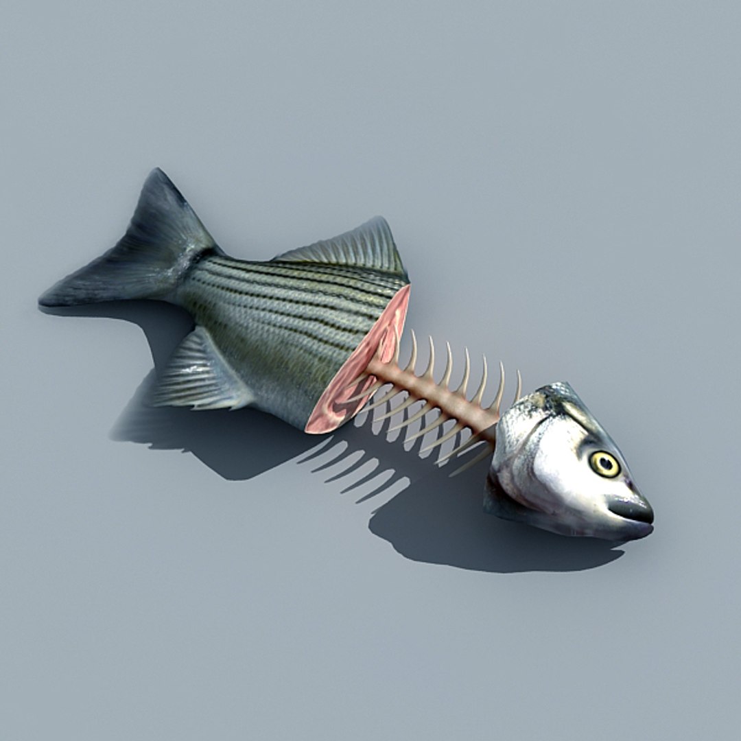 3d Cutted Fish Model