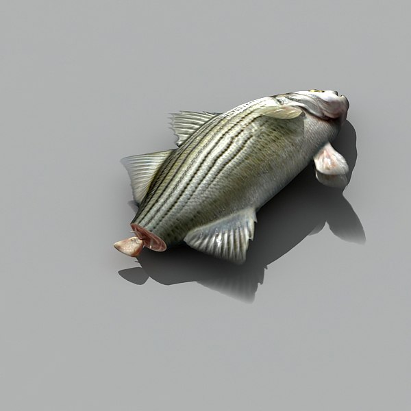 3d cutted fish model