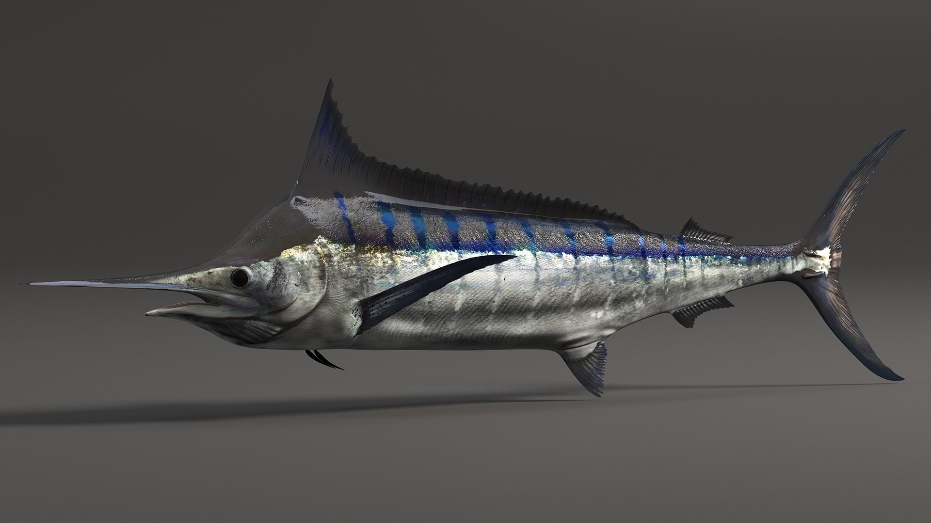 3D Black Marlin Fish Model - TurboSquid 1991763