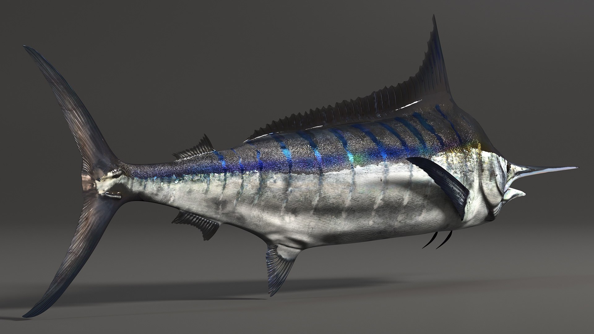 3D Black Marlin Fish Model - TurboSquid 1991763