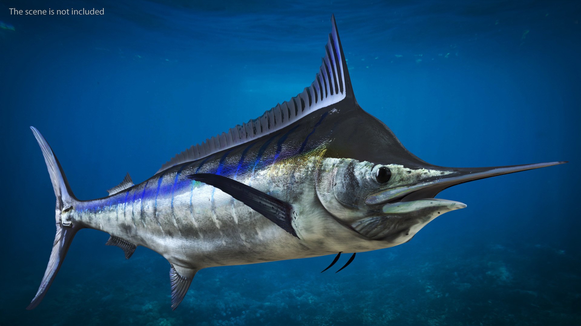 3D Black Marlin Fish Model - TurboSquid 1991763