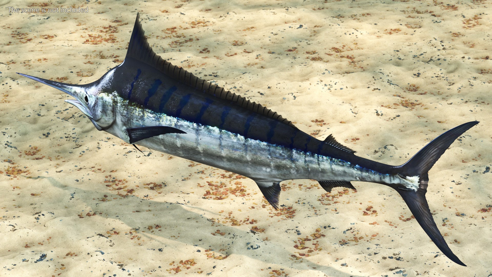 3D Black Marlin Fish Model - TurboSquid 1991763