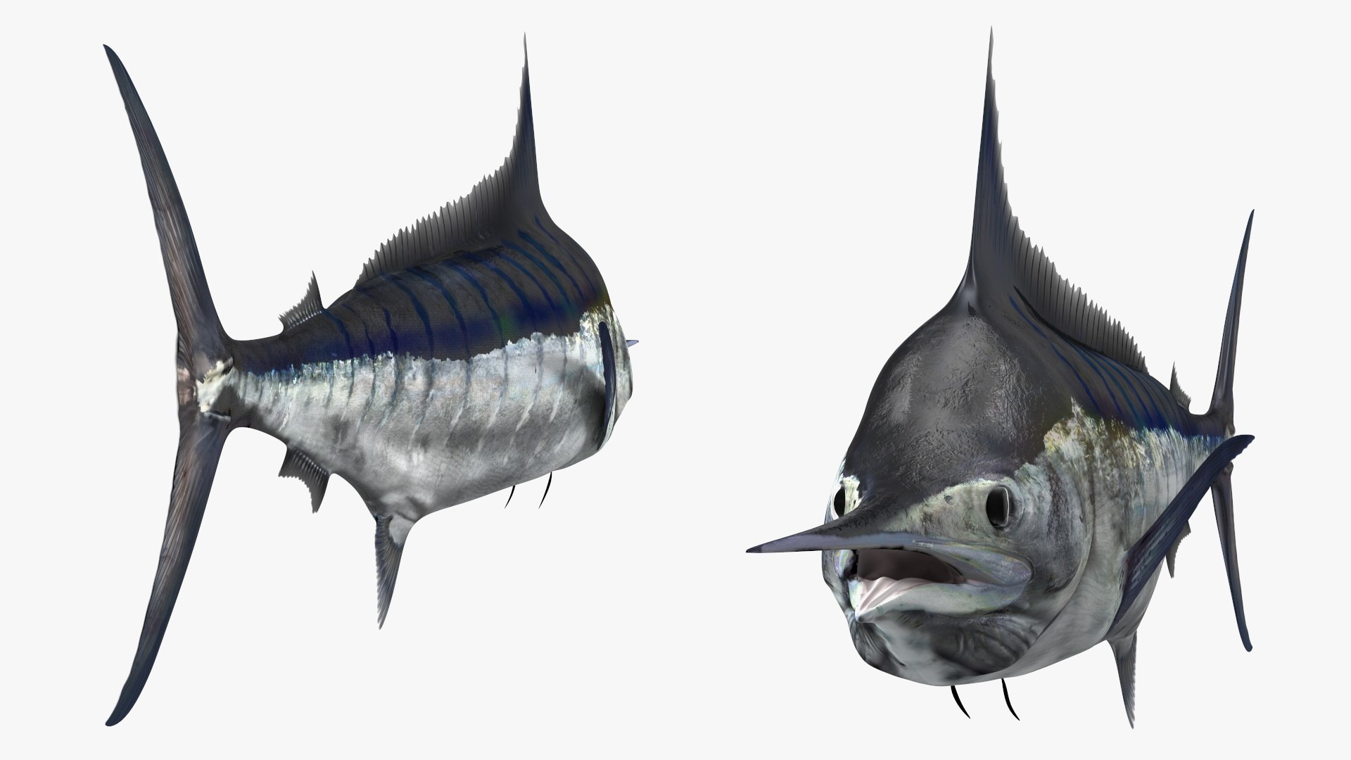 3D Black Marlin Fish Model - TurboSquid 1991763