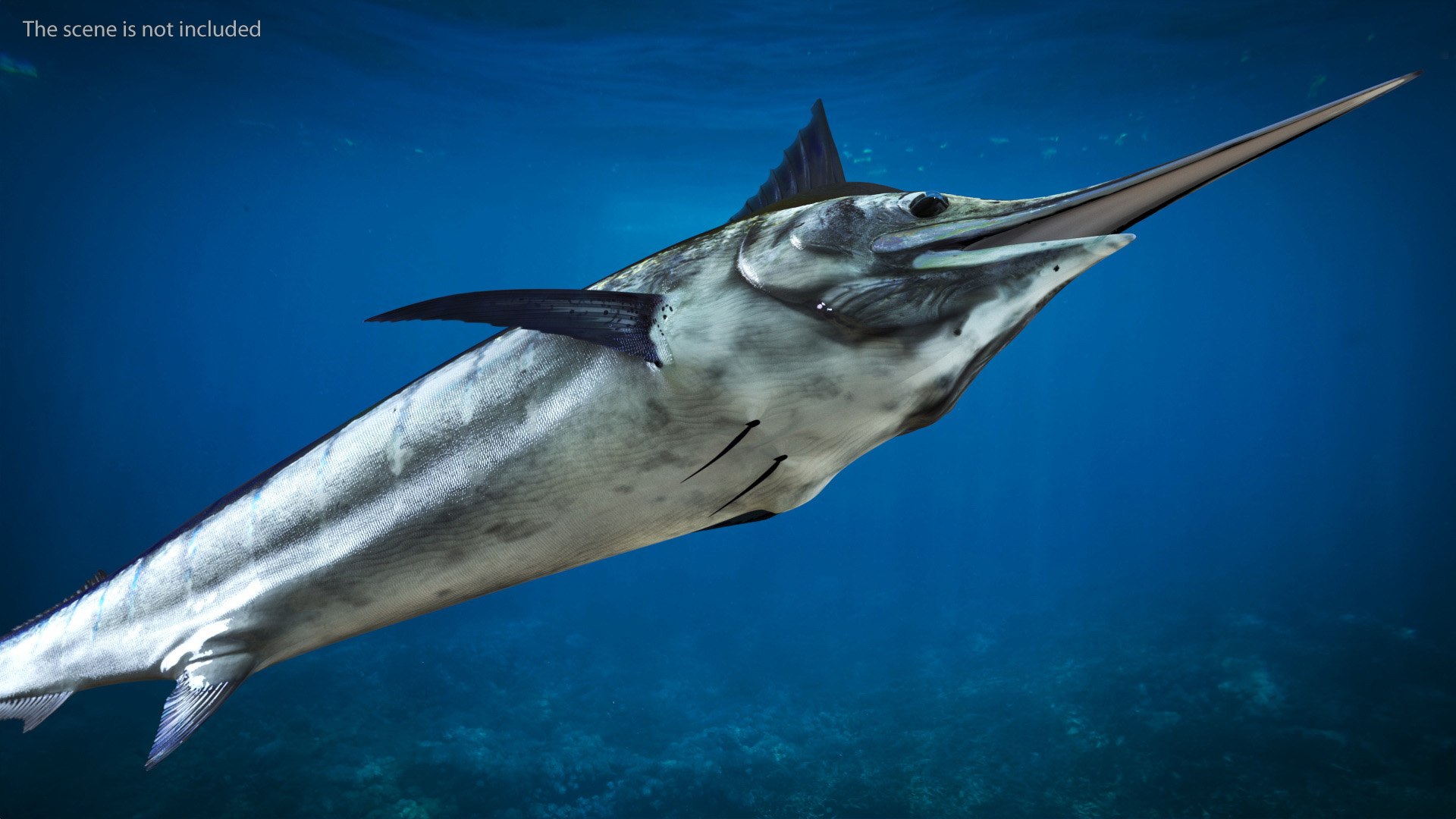 3D Black Marlin Fish Model - TurboSquid 1991763