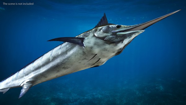 modelo 3d pez marlín negro - TurboSquid 1991763