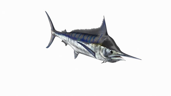 3D Black Marlin Fish model - TurboSquid 1991763