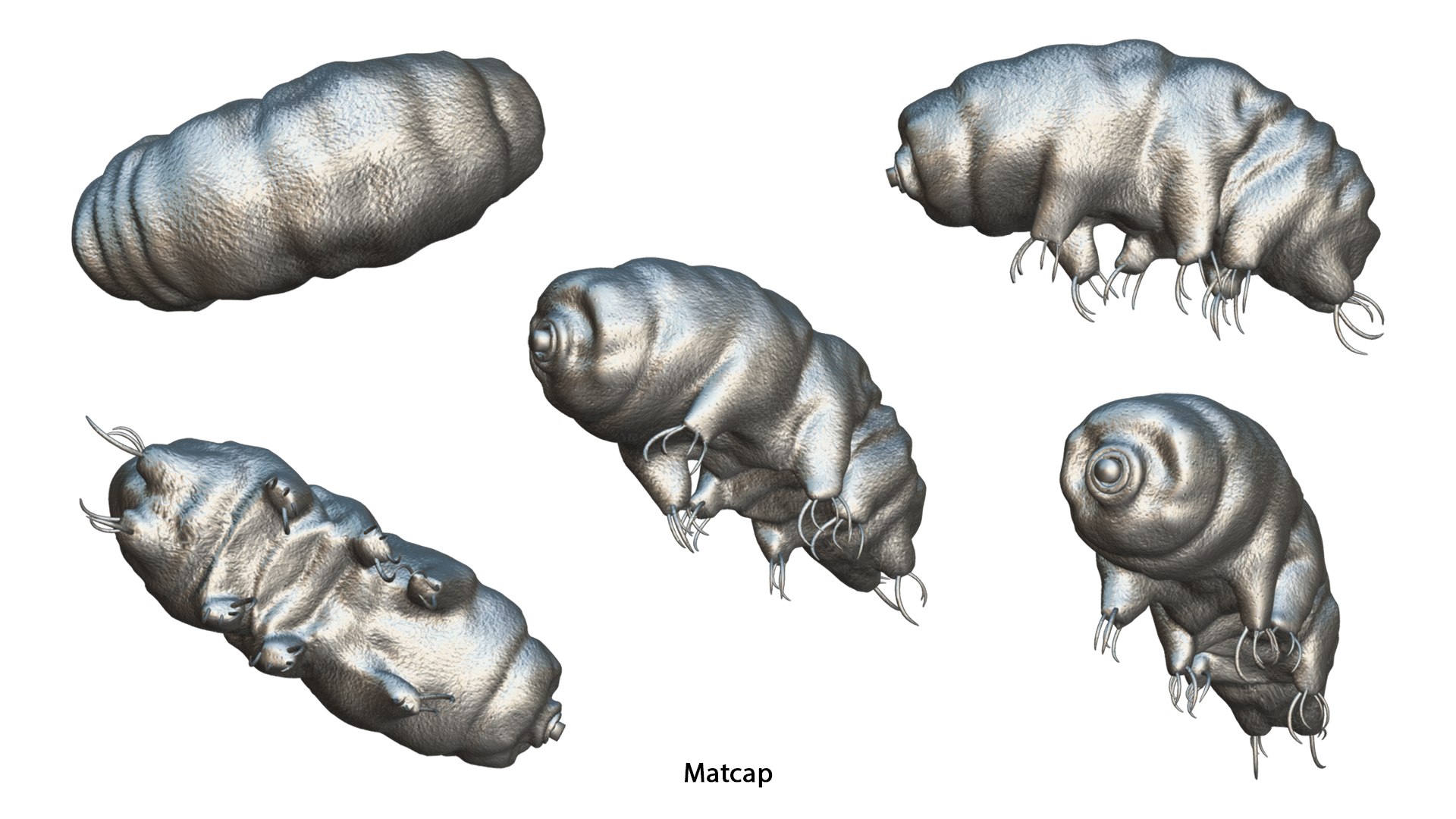 Tardigrade Water Bear Animated 3D - TurboSquid 2510261