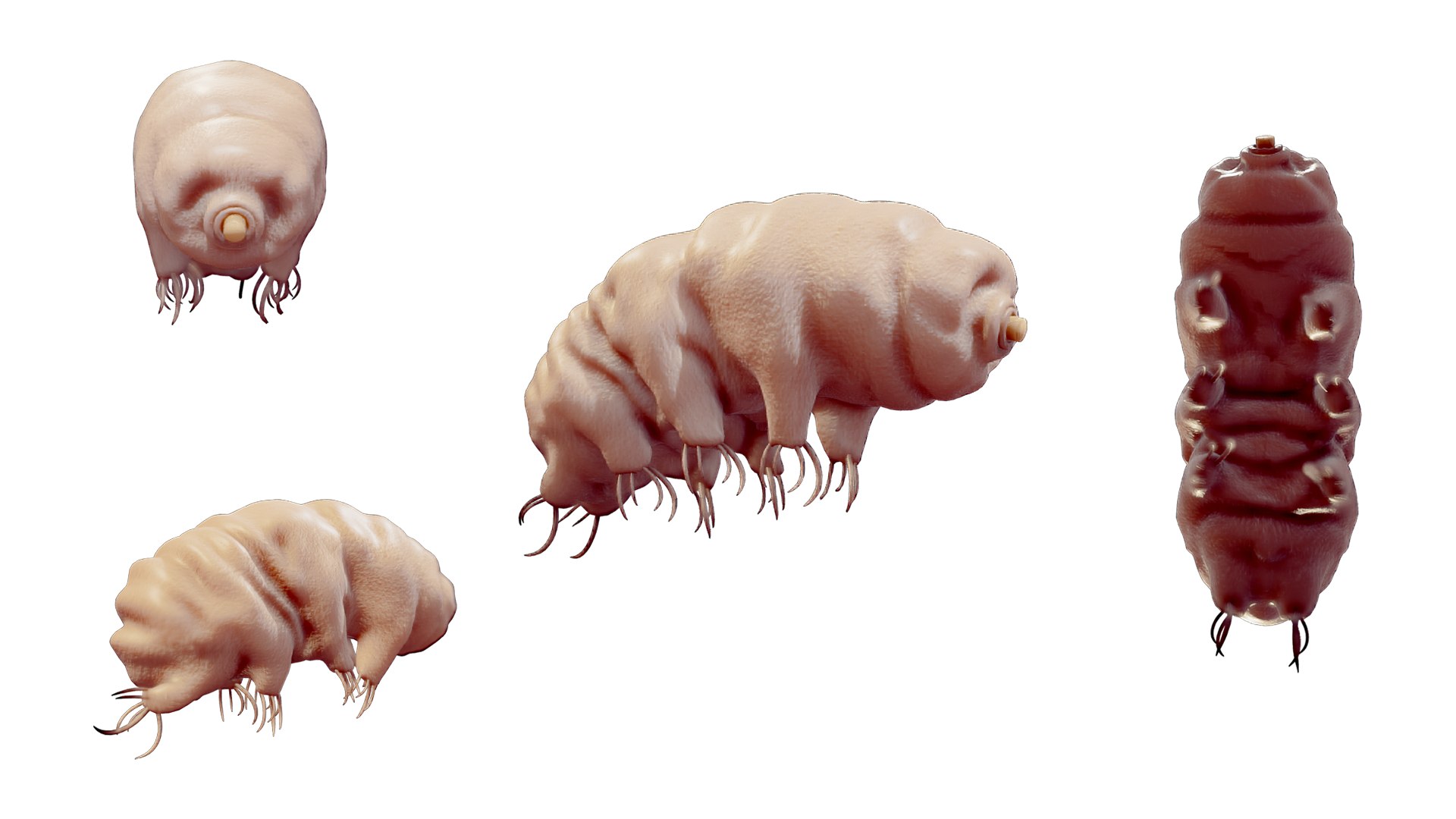 Tardigrade Water Bear Animated 3D - TurboSquid 2510261