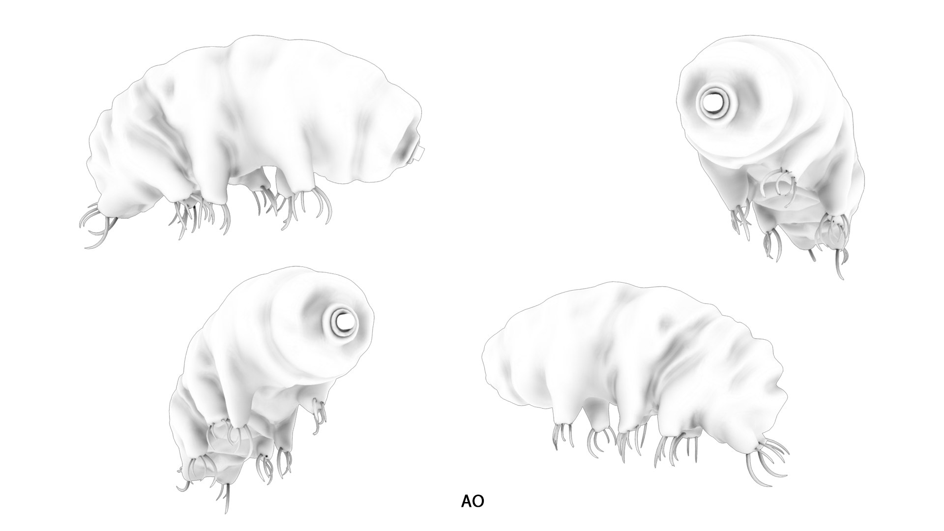 Tardigrade Water Bear Animated 3D - TurboSquid 2510261