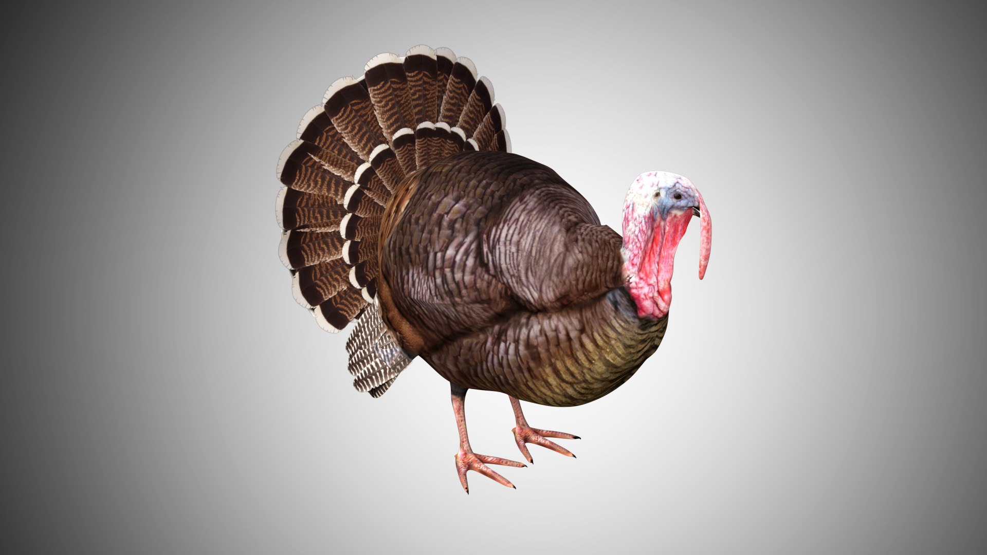 Turkey rigged 3D model - TurboSquid 1602065