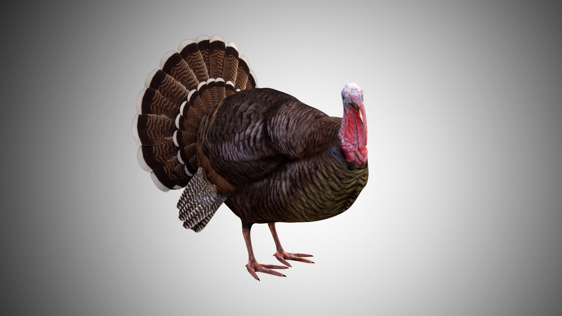 Turkey rigged 3D model - TurboSquid 1602065