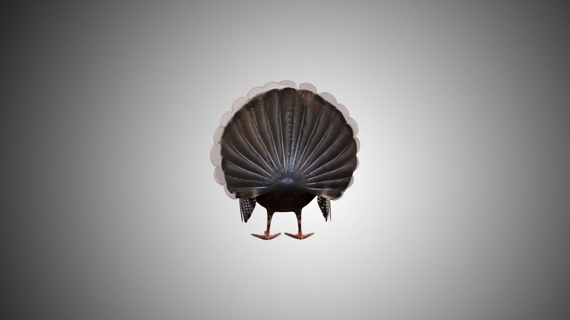 Turkey rigged 3D model - TurboSquid 1602065
