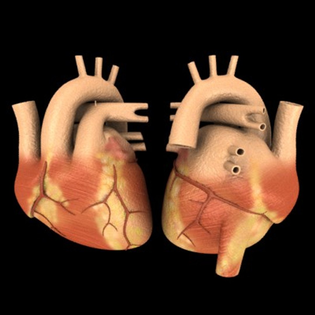 3ds Human Heart
