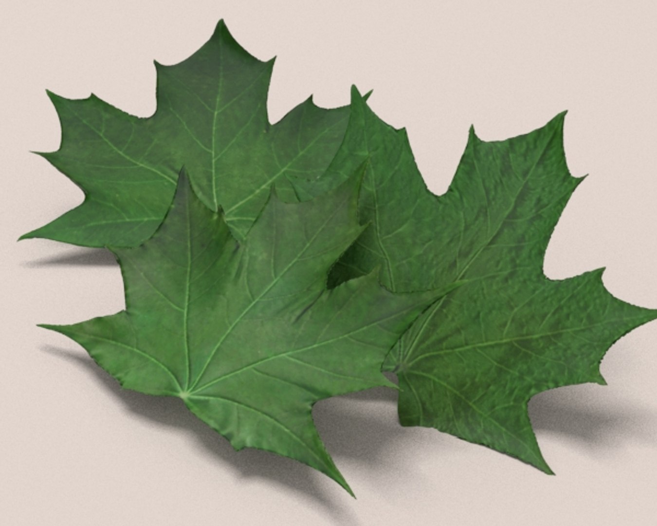 3d autumn leaves drying