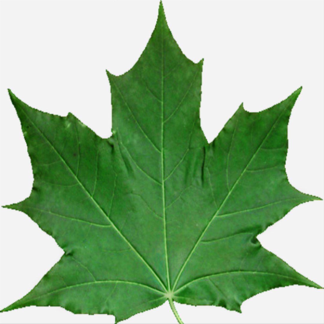 3d autumn leaves drying