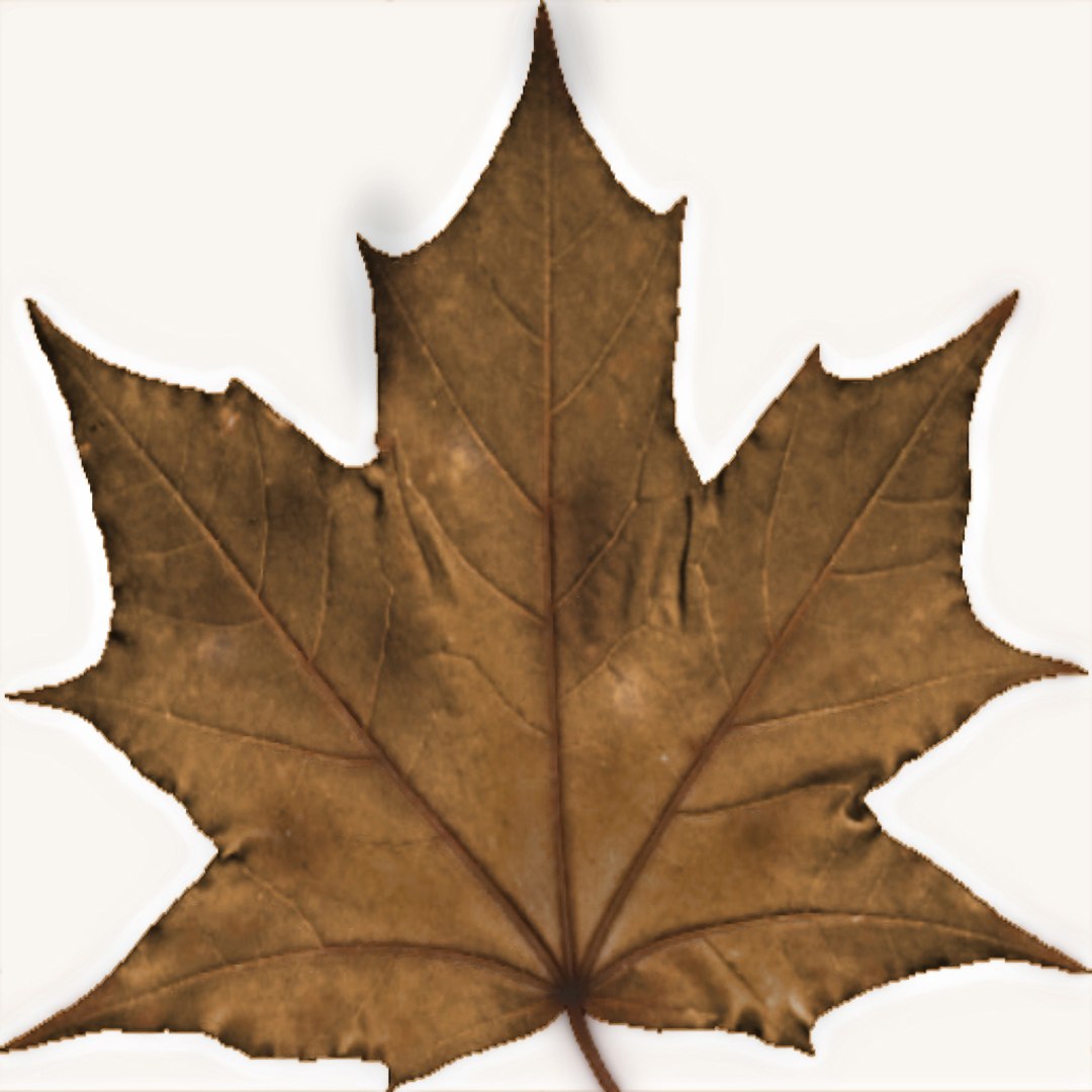 3d autumn leaves drying
