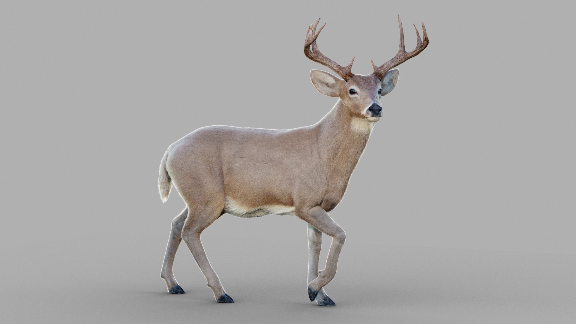 Deer 2025 ANIMATED XGEN-CORE 3D Model - TurboSquid 2469177