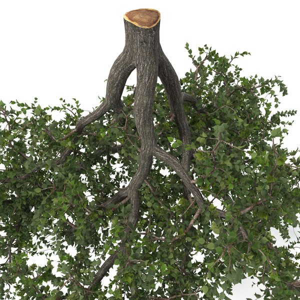 3d apricot tree 2
