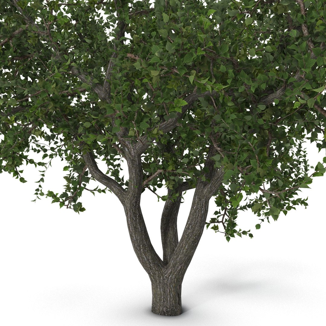 3d apricot tree 2
