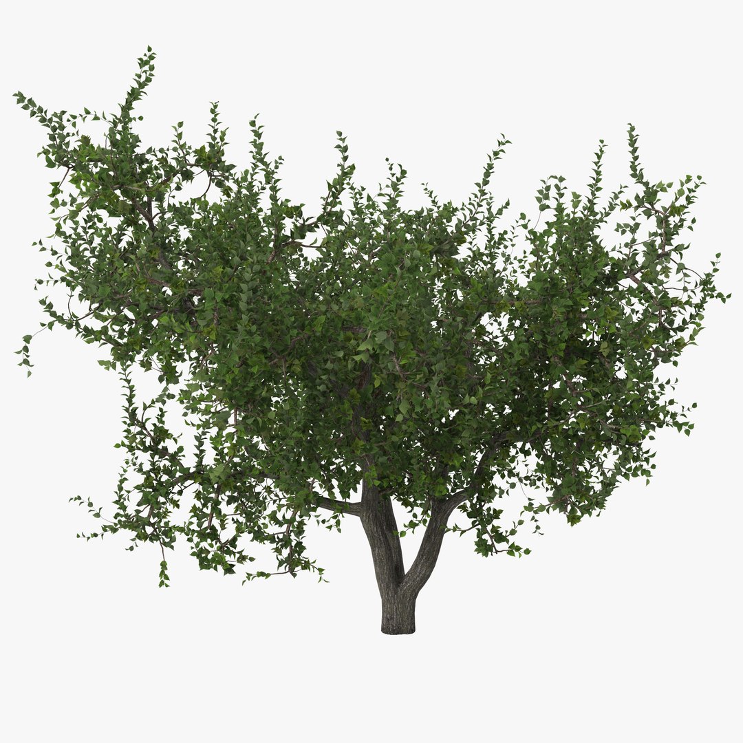 3d apricot tree 2