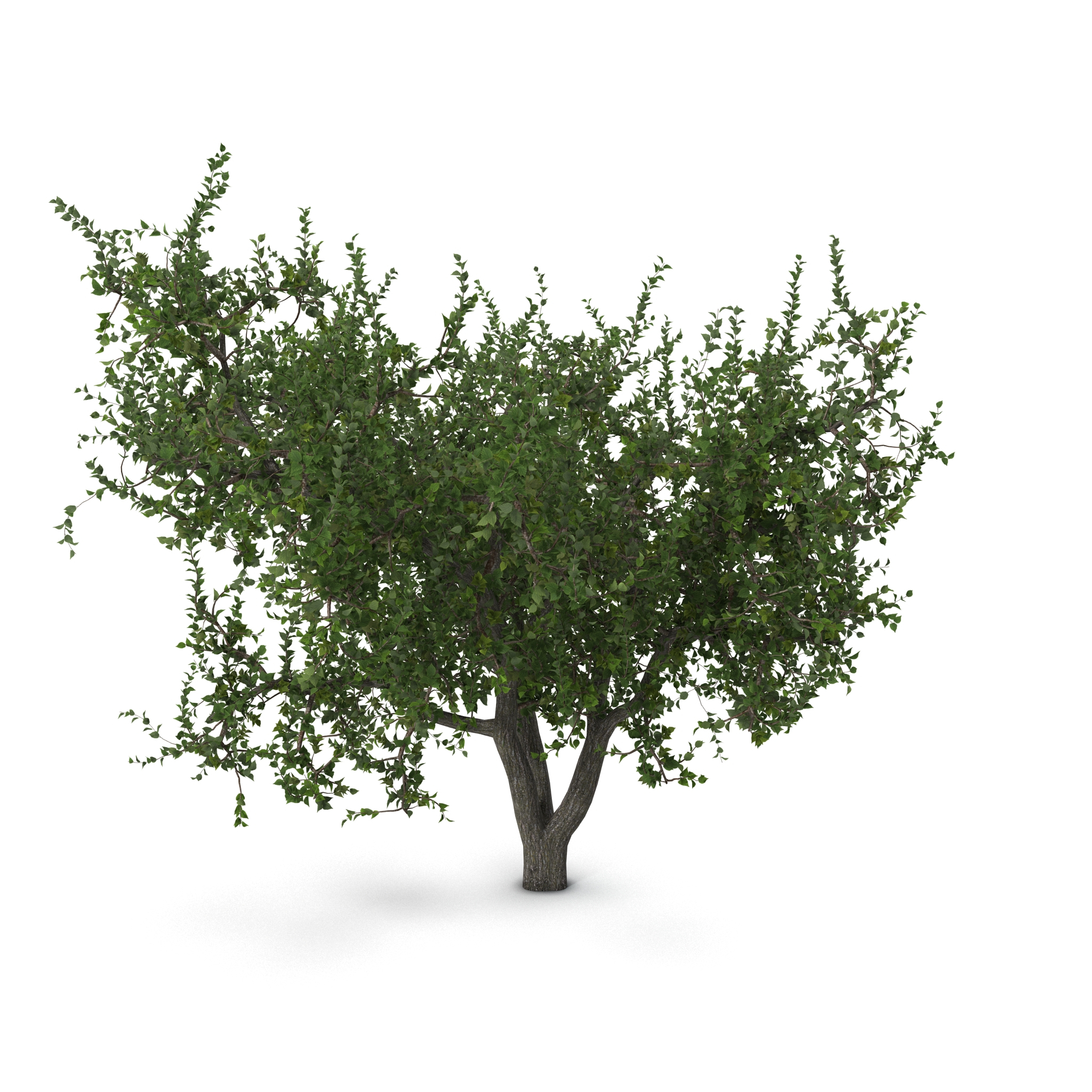 3d apricot tree 2