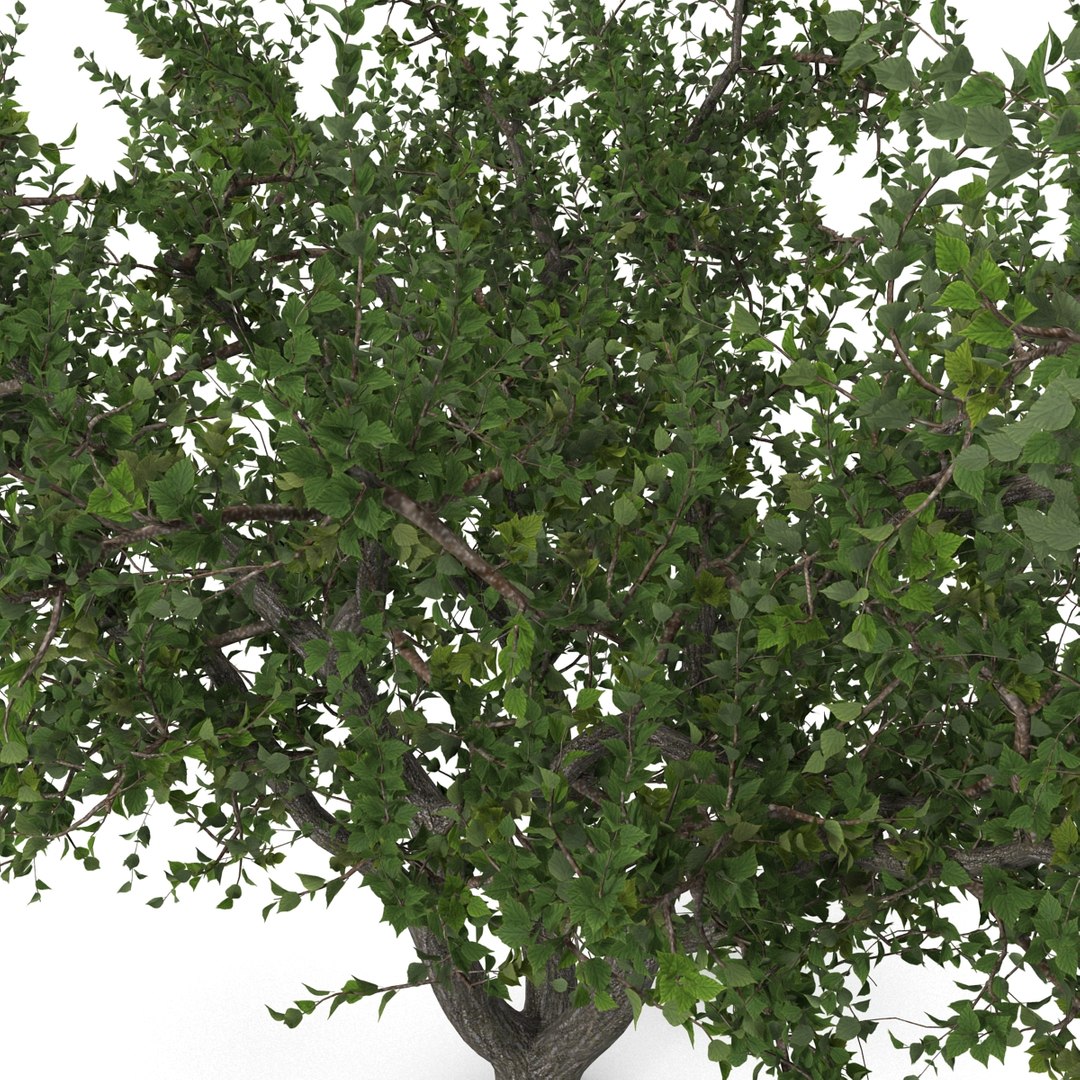 3d apricot tree 2