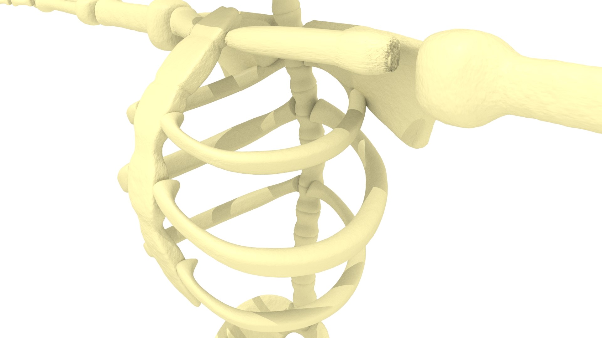 Bones Character Rigged For Maya 3D Model And Animation 3D Model 3D ...