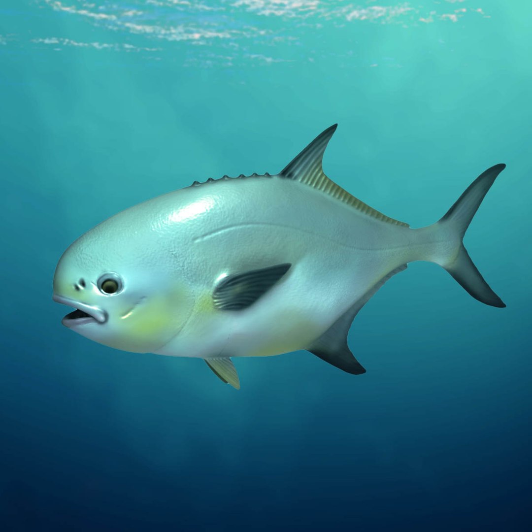Permit Fish 3d Model
